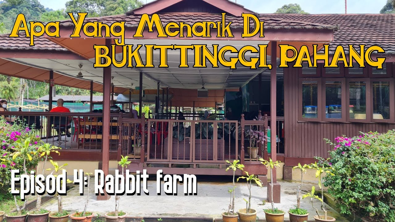 Apa Ada Di Bukit Tinggi, Pahang. Episod 4: Rabbit Farm - YouTube