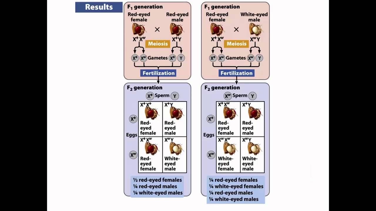 Sex Linkage And Cytoplasmic Inheritance Youtube