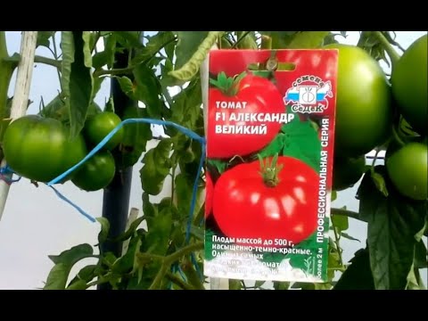 Томат Александр Великий Отзывы Фото – Telegraph