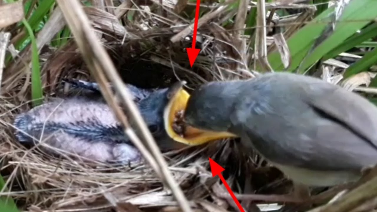 super large single baby bird lazy to eat.eps 138 - YouTube