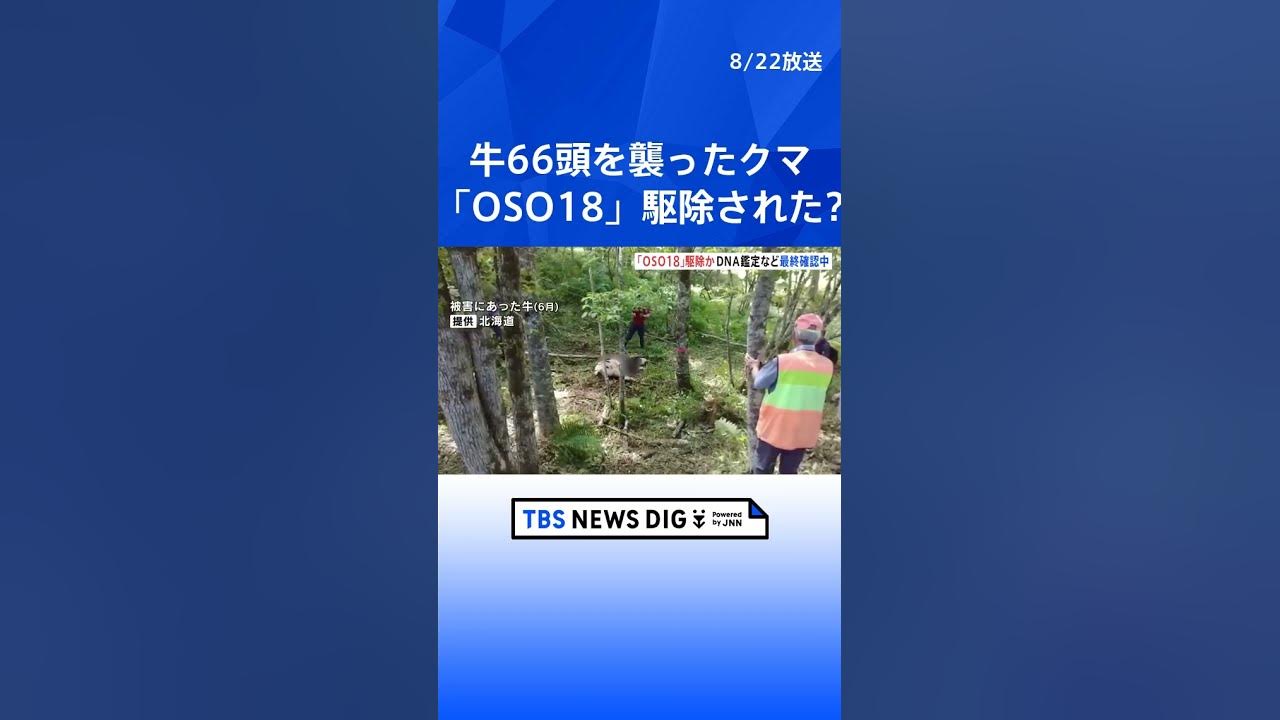 牛66頭を襲った「OSO18」 先月末に駆除か 最終確認進む｜TBS NEWS DIG #shorts - YouTube