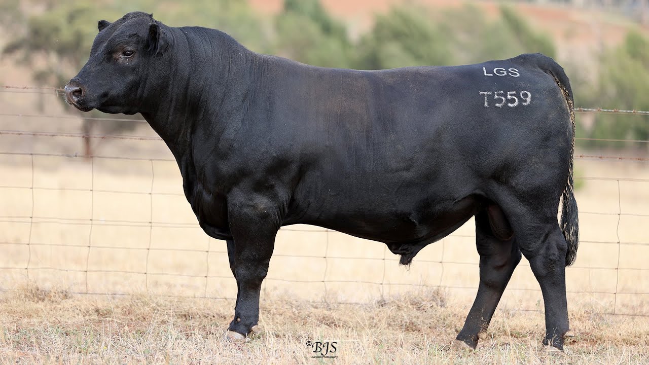 Lot 35 LGS22T559 Sprys New Ground T559 2024 - YouTube