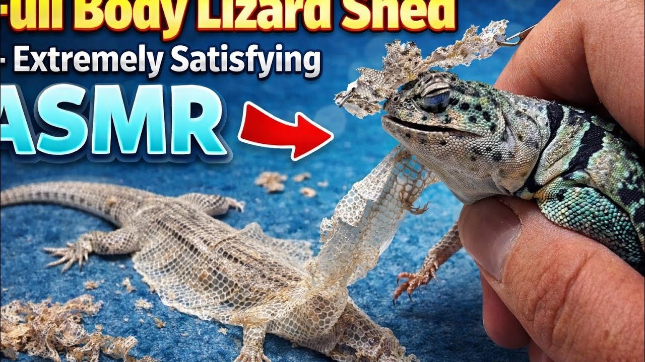 Full Body Lizard Shed – Extremely Satisfying ASMR - YouTube
