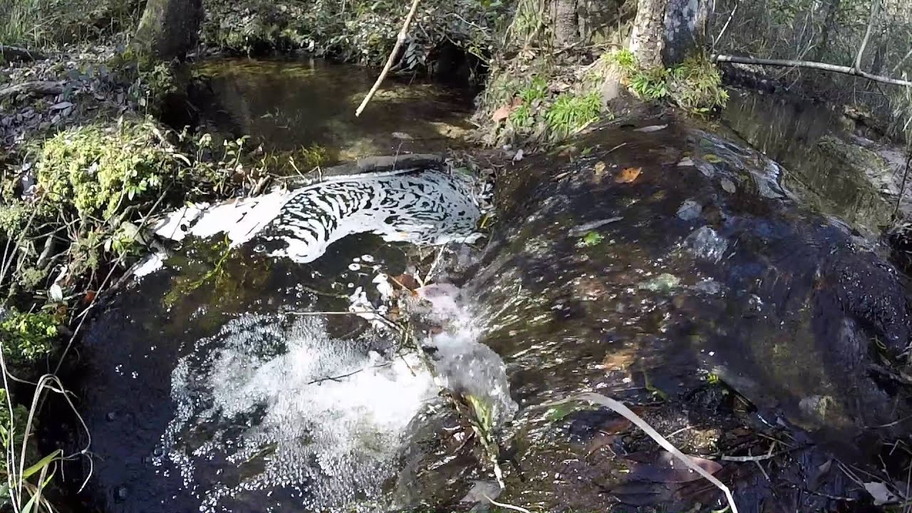 Scenic Creek in Jennings State Forest - YouTube