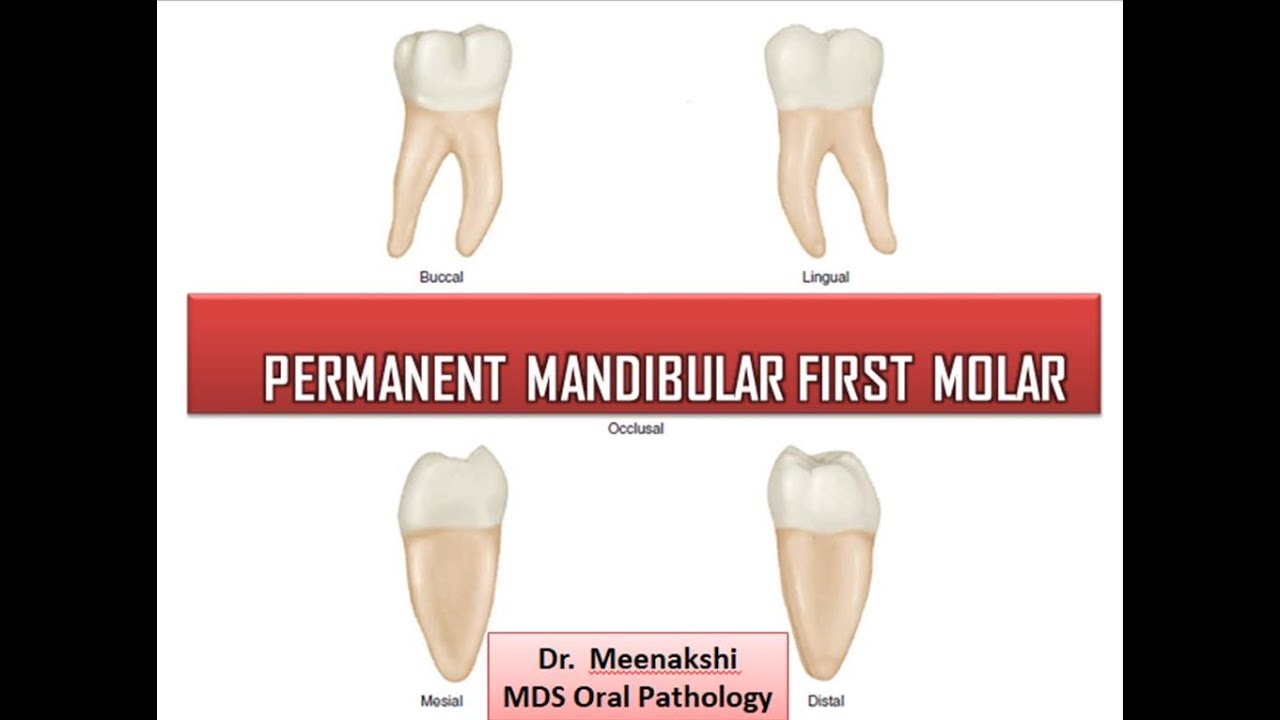 Permanent Mandibular First Molar - YouTube