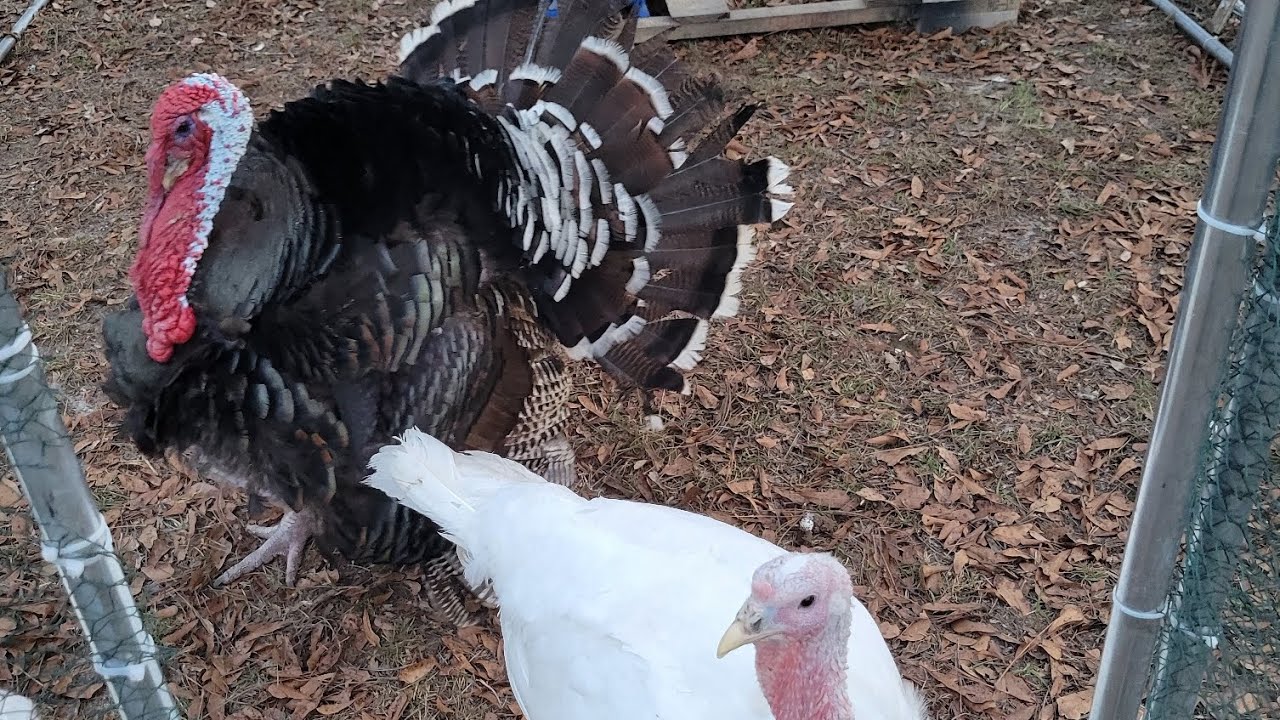 How to Successfully Incubate Turkey Eggs - YouTube