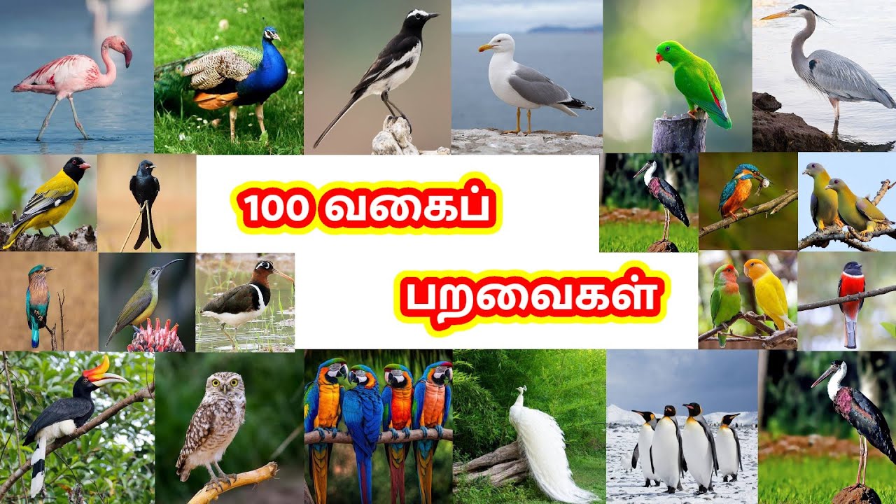 பறவைகள் | PARAVAIGAL | Birds Name in Tamil | 100 வகையான பறவைகள் With ...