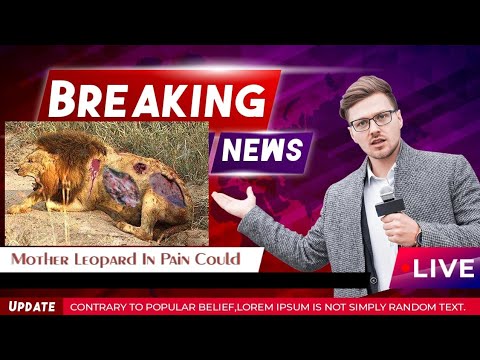 mother leopard saves her baby #animals Mother Leopard In Pain # ...