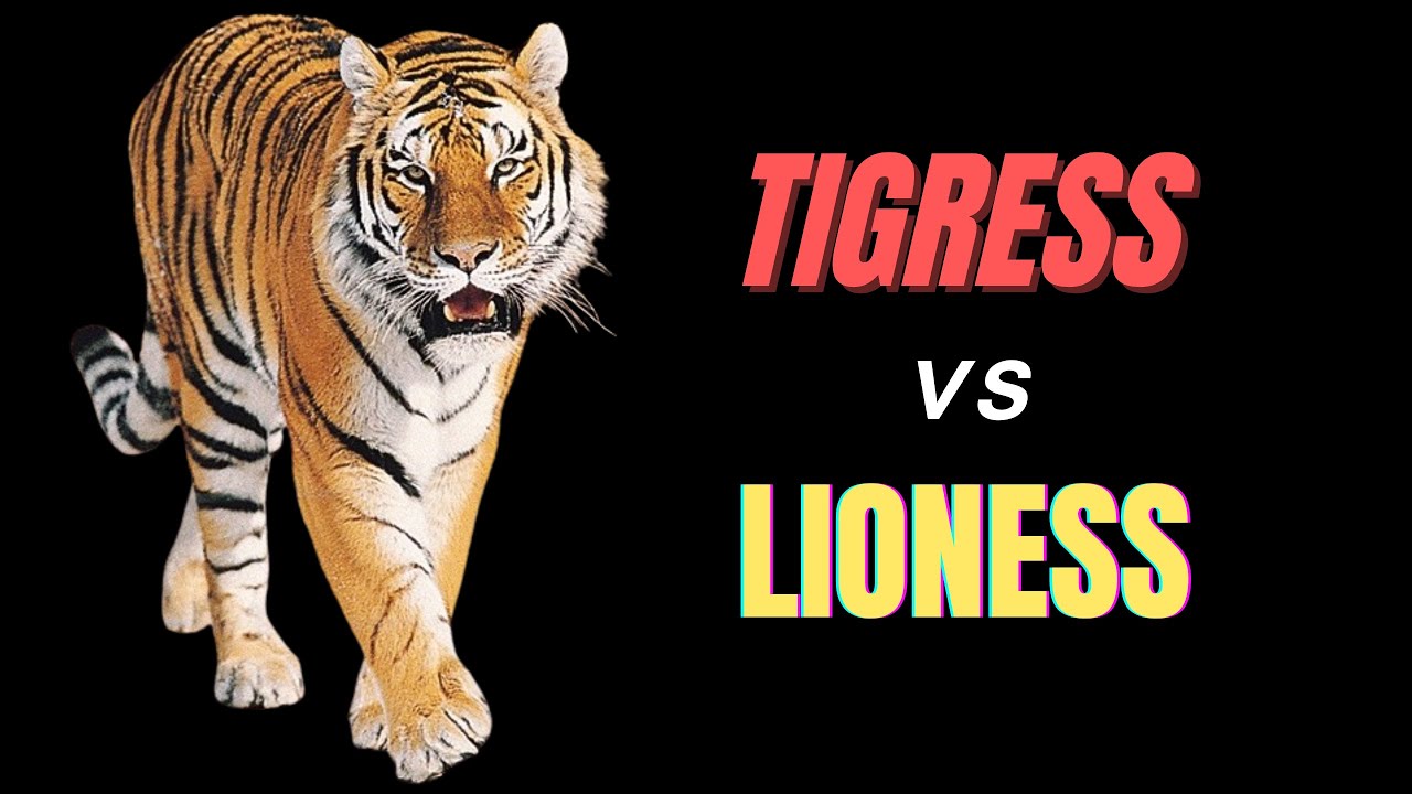 Lioness vs Tigress | A Battle of Strength #animals #wildlife #tigress # ...