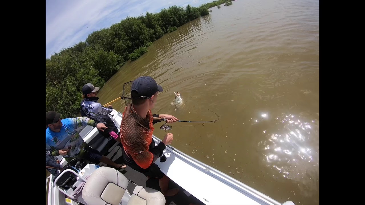 Darwin Meter Barra! - YouTube