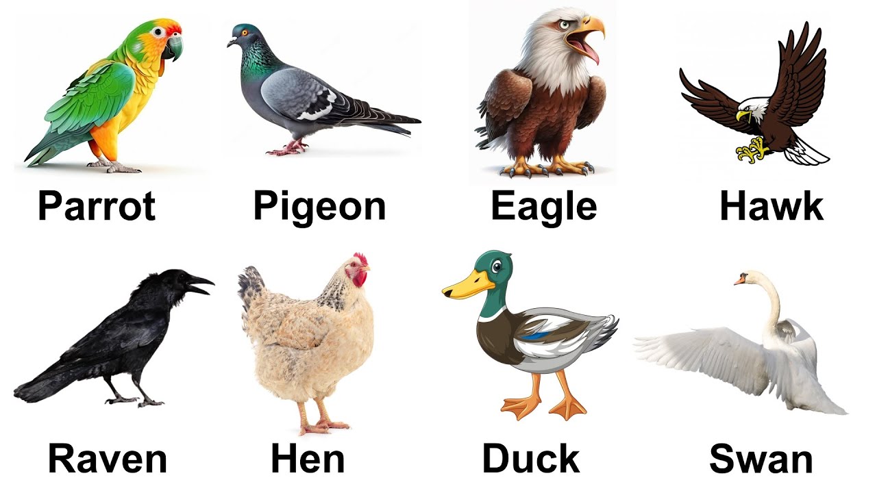 Birds name for kids | birds vocabulary with pictures | name of birds ...