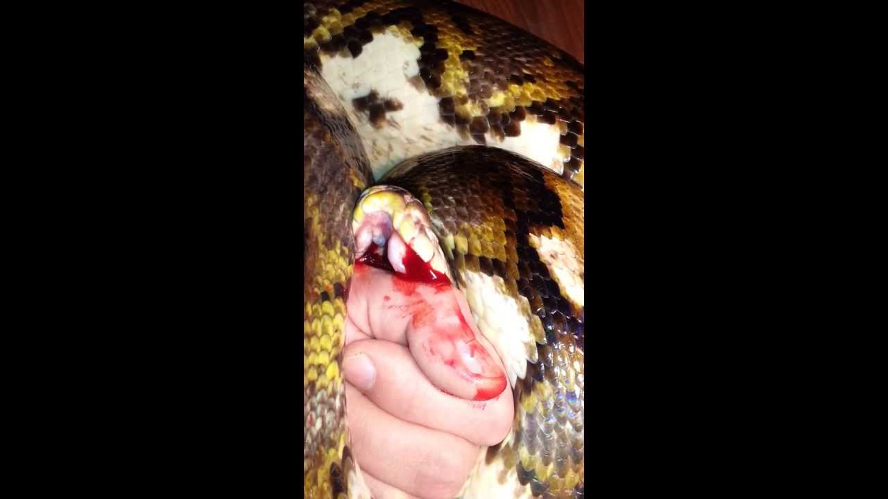 17ft retic bite - YouTube