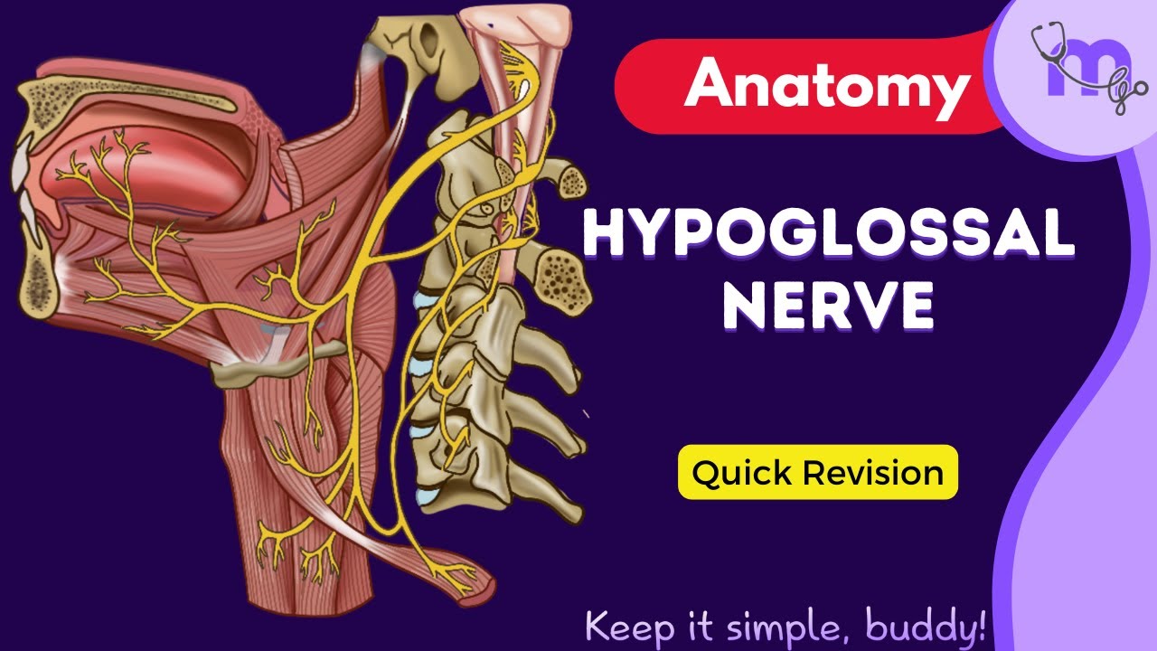 Hypoglossal Nerve (CN XII) Explained | Branches, Supply, and Clinical ...