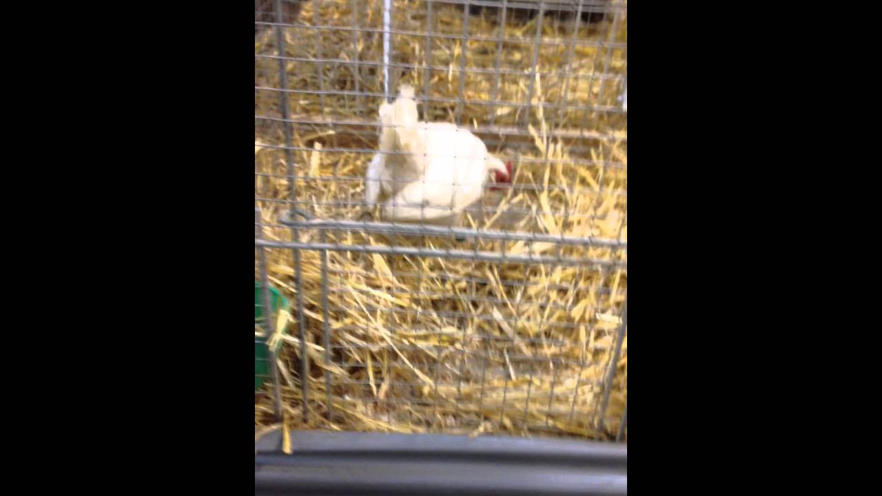 Poule Java Blanche pure race - YouTube