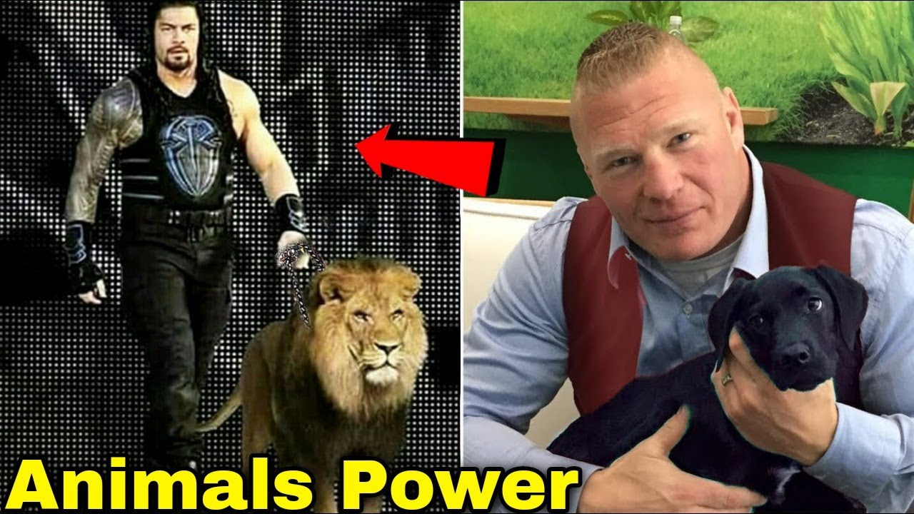 5 WWE Superstars Who Look Alike ANIMALS Roman Reigns, The Rock, Braun ...