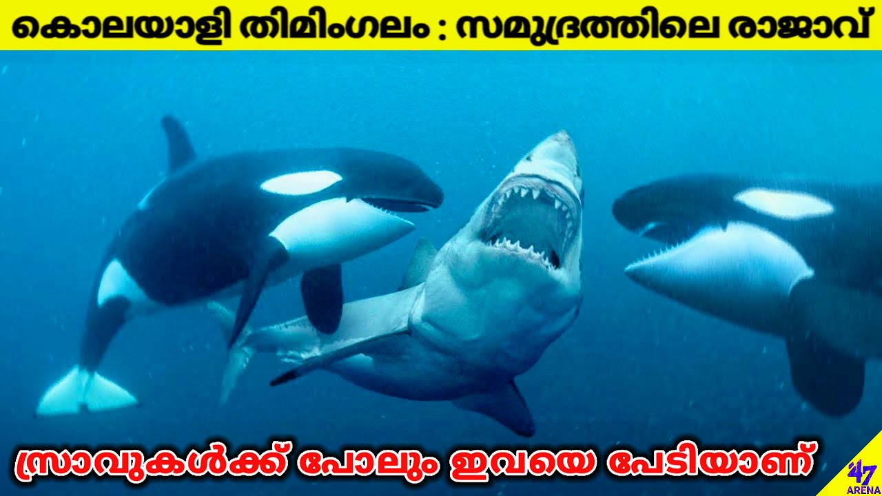 Killer Whale-The Most Dangerous Ocean Creature In The World | Facts ...
