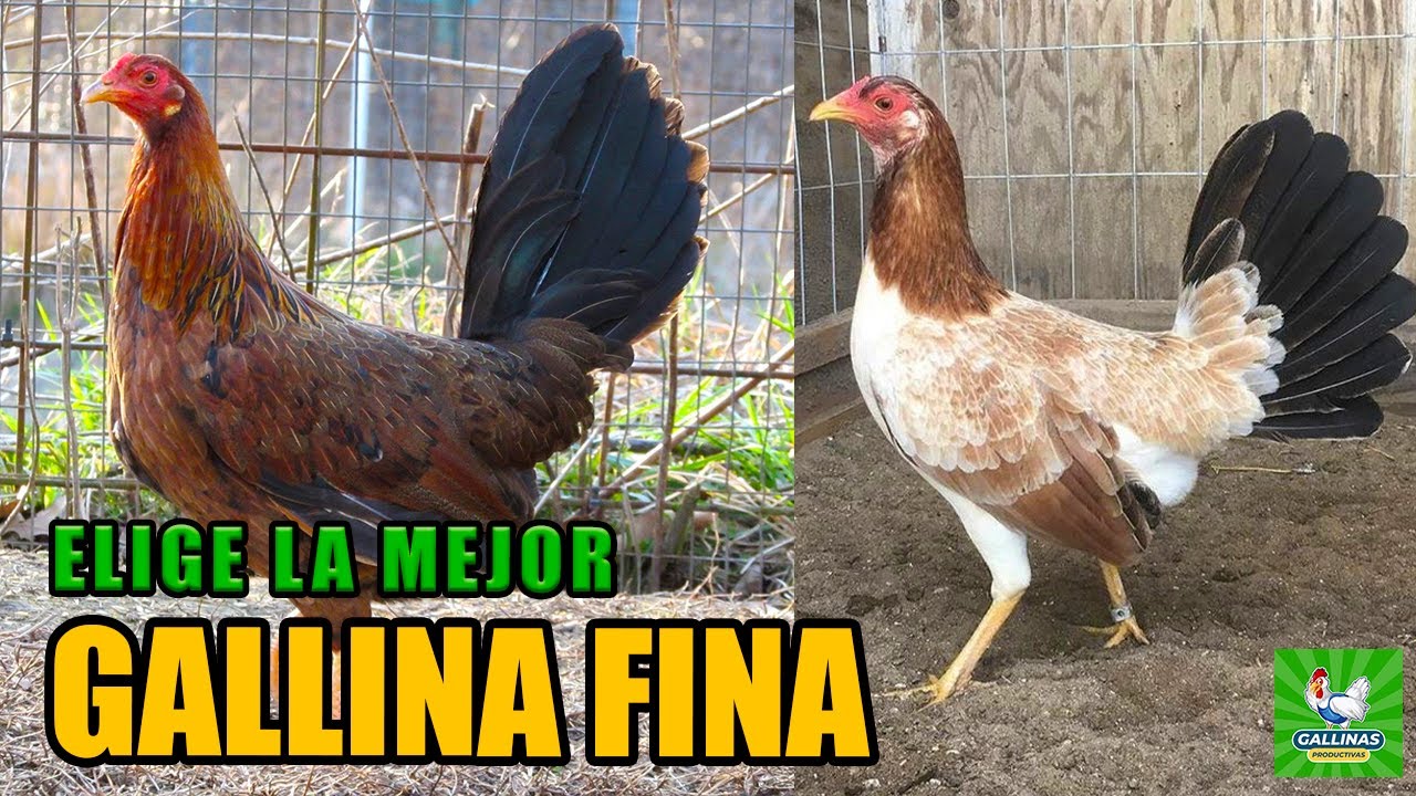 Los 6 Pilares Clave para Elegir la Mejor Gallina Fina - YouTube