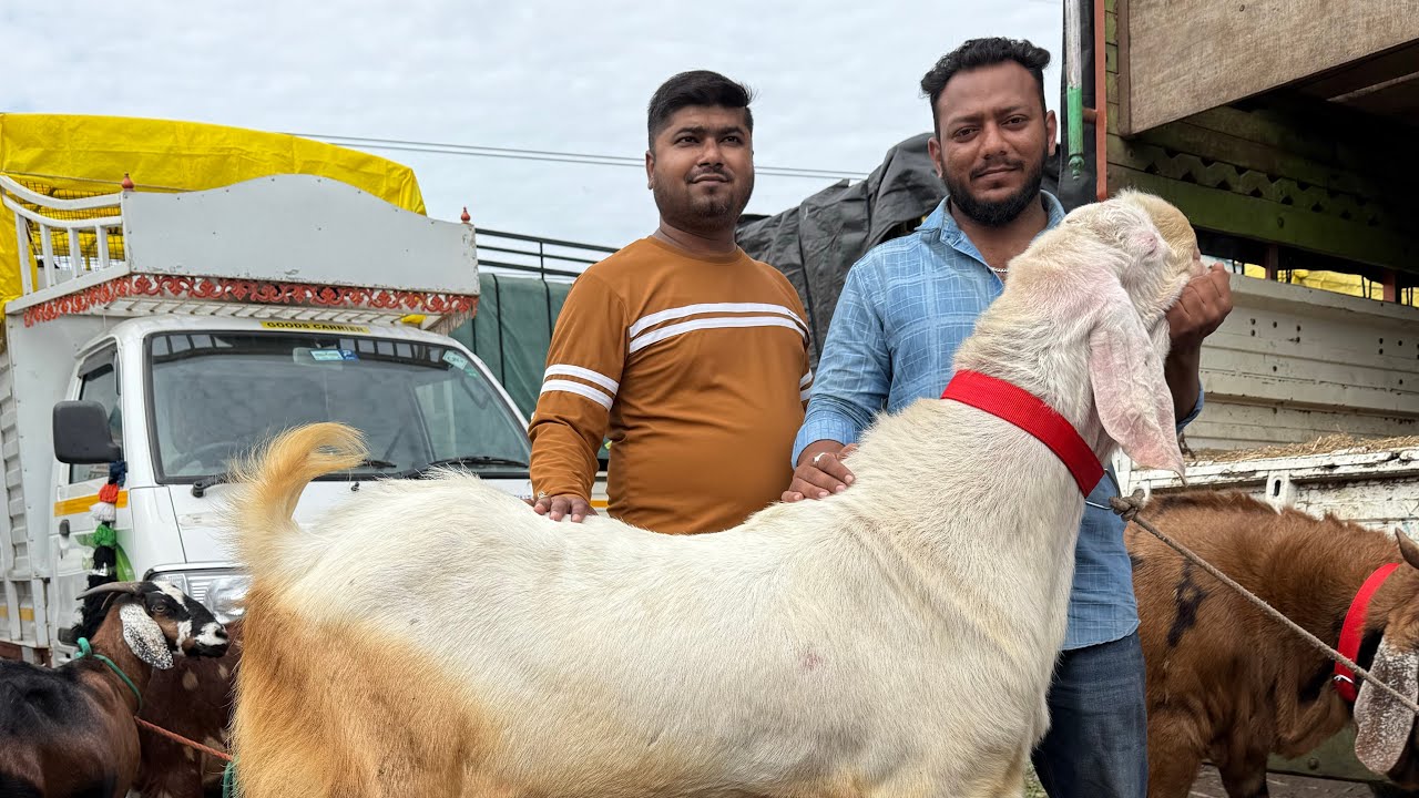 Pune Biggest Goat Mandi Chakan Bakra Mandi Live Update - YouTube
