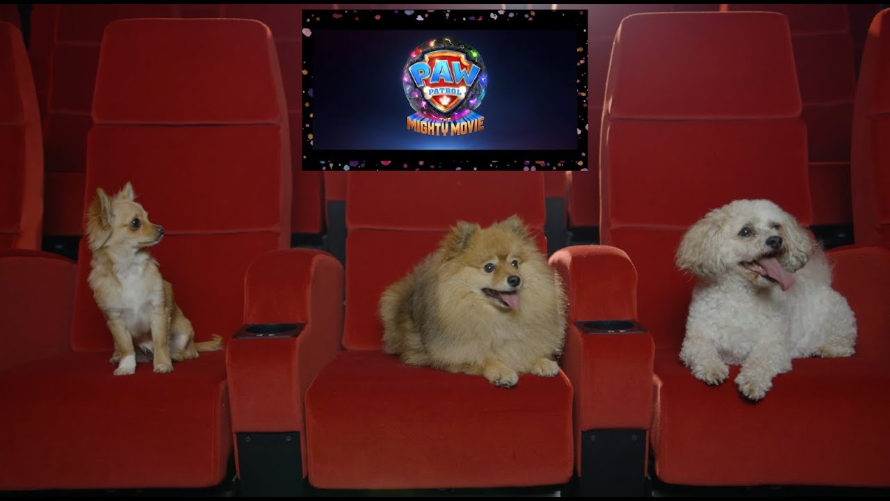 Dogs react to the PAW Patrol: The Mighty Movie trailer - YouTube