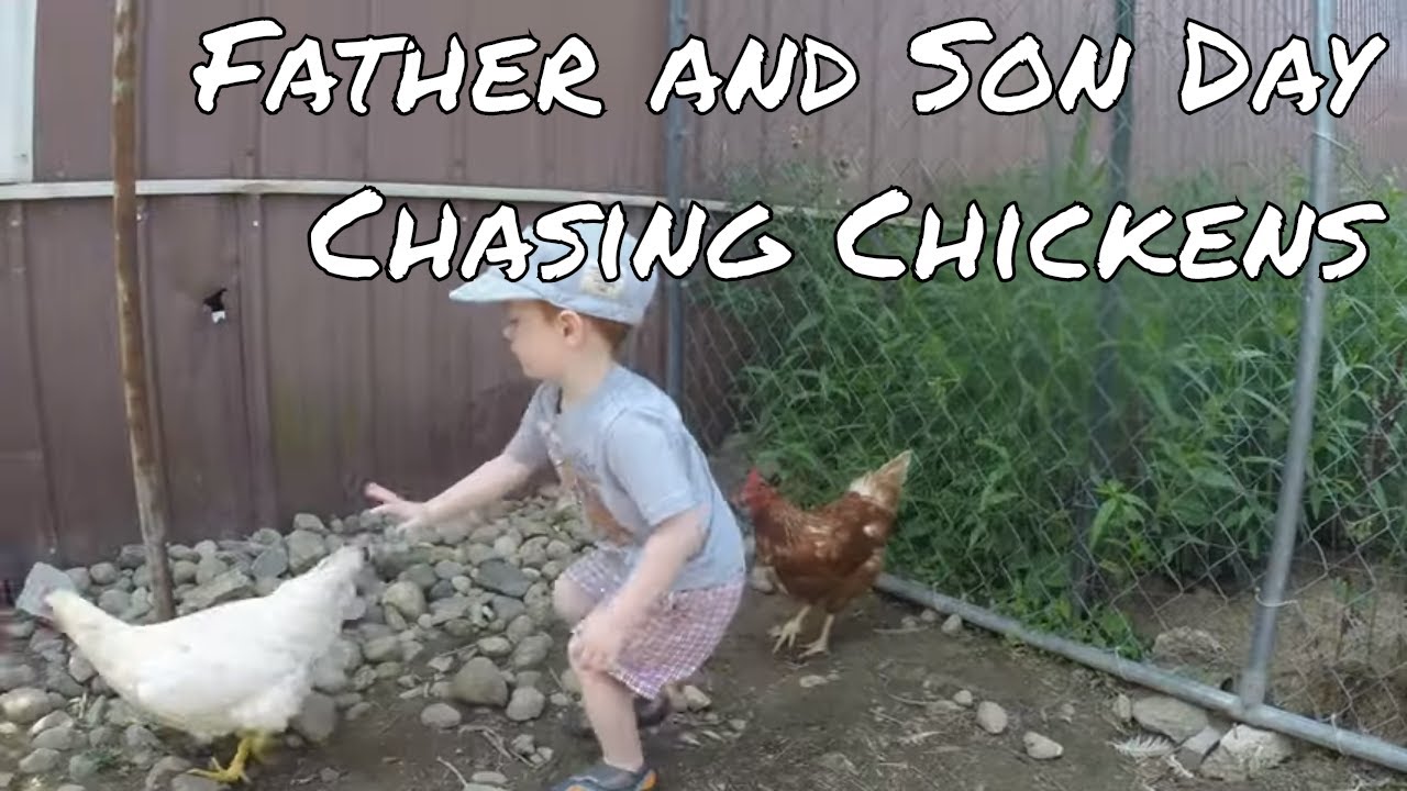Father and Son day, Chasing chickens - YouTube
