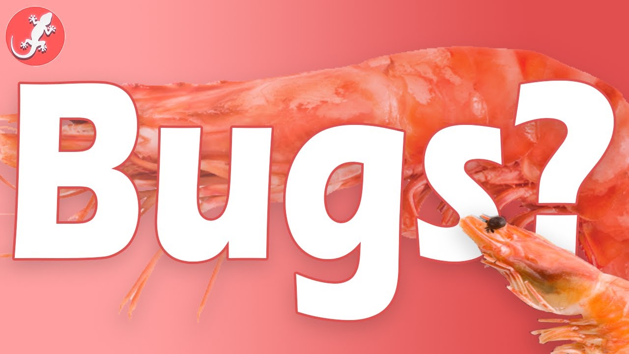 Are Shrimp Bugs? - YouTube