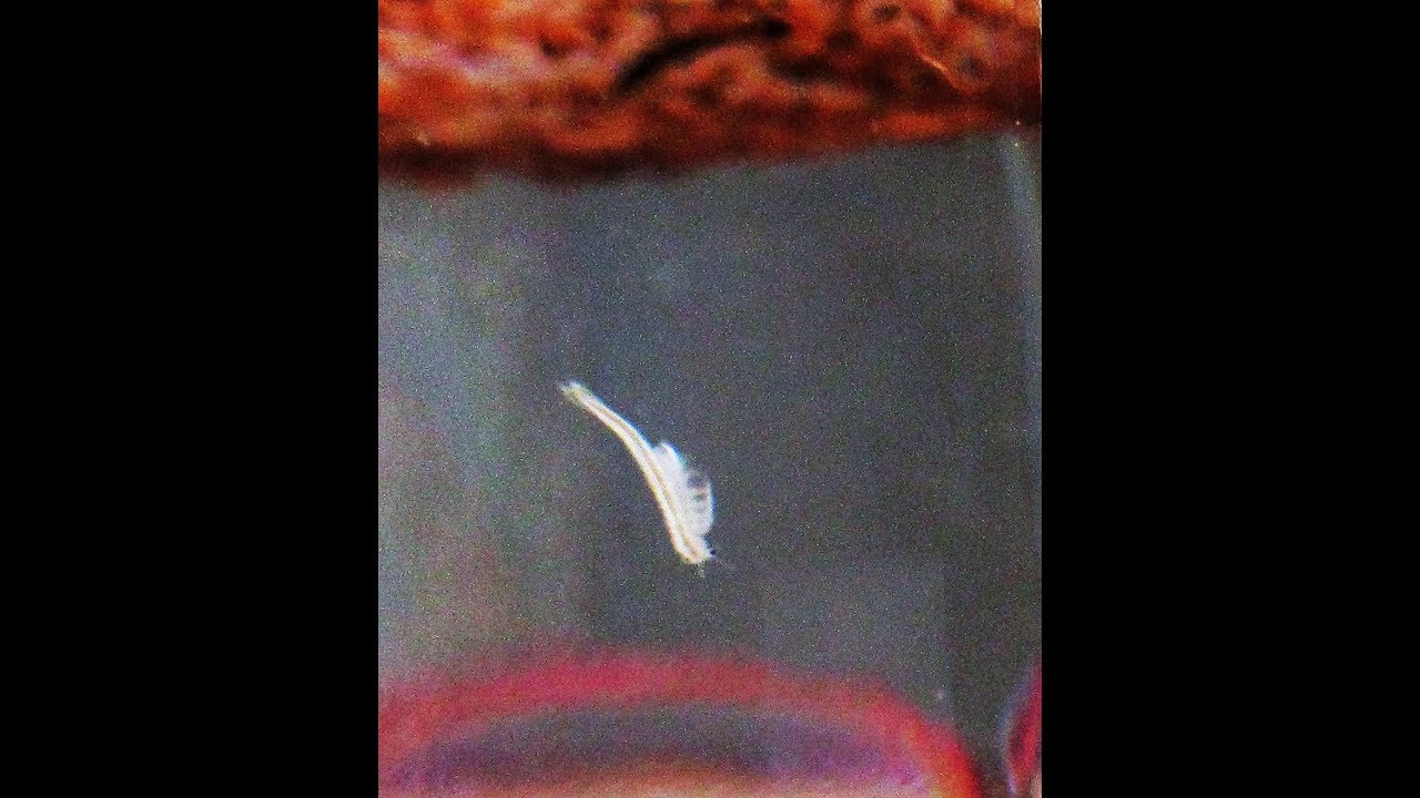 Teenie Triop: Prehistoric Sea Monster Smithsonian experiment - YouTube