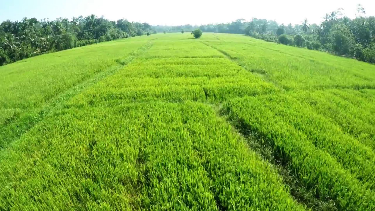 Paddy Field aerial view Sri Lanka - YouTube
