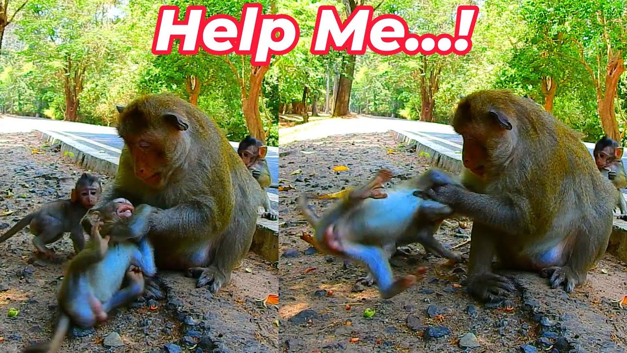 A.n.g..R.y Time! Massive Monkey, Iugin Often Causes B..a..d Problem With Tinny Baby...! - YouTube