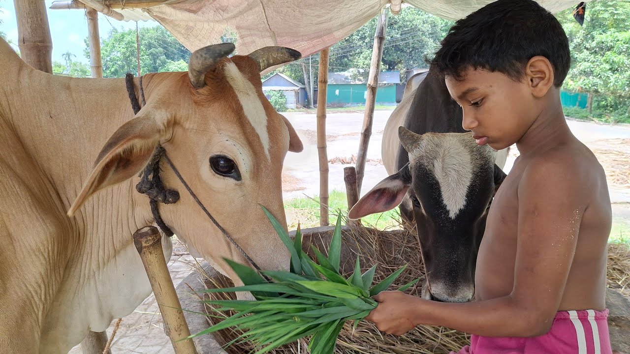 LIVE! Cow Live Streaming | Cow Live Vedio | Cow Live Eating | vedio ...