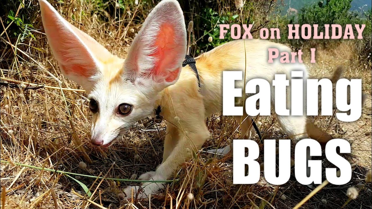 Fennec Fox Eating Bug