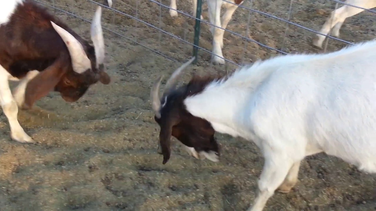 Goat Fight - YouTube