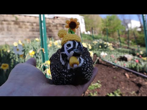 Picking flowers with Finn! - YouTube