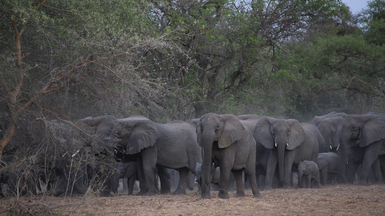 The Elephant herd in Zakouma National Park, Chad - YouTube