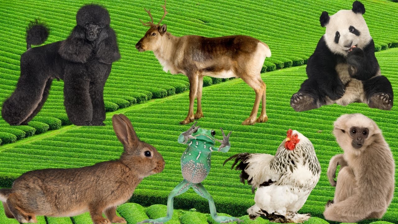 Mischievous animals: elephant, chicken, cat, horse, cow - Animal sounds ...