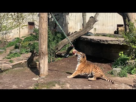 Amur Tiger Pulling Down Food from Pole at Copenhagen Zoo - 03/05/23 ...