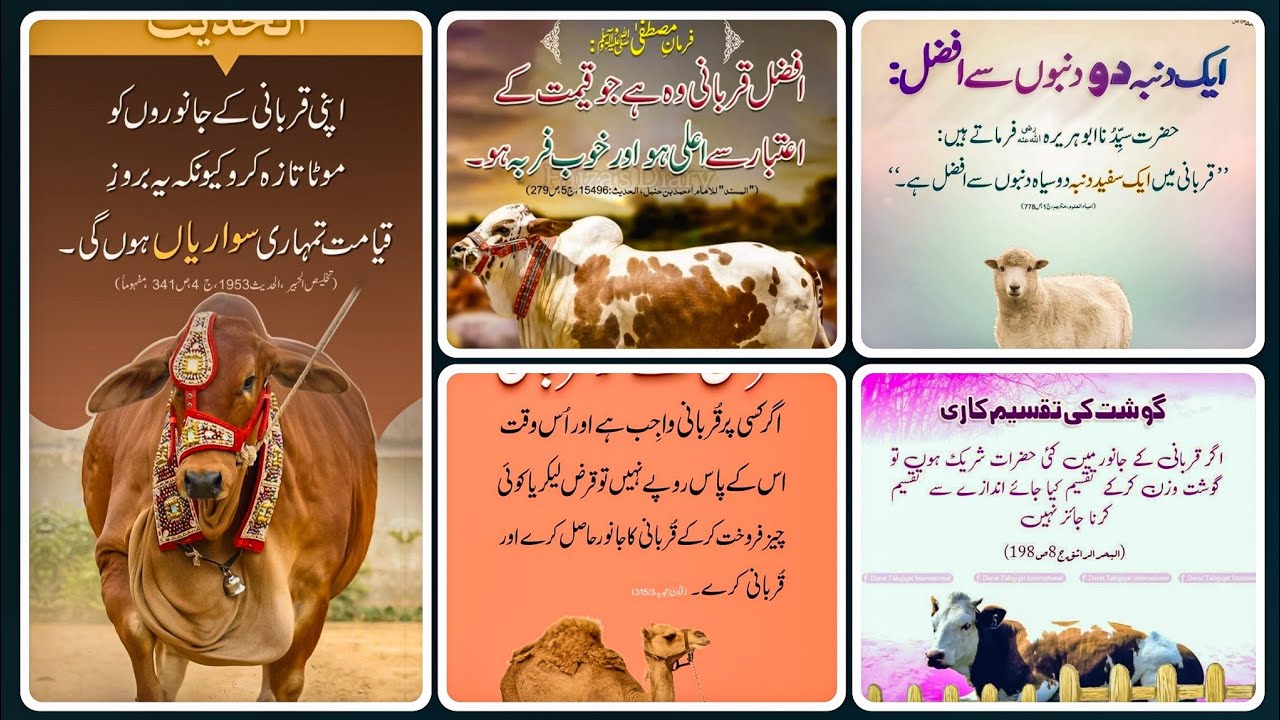 new quotes about qurbani 2023 | islamic quotes for eid ul adha | bakra ...