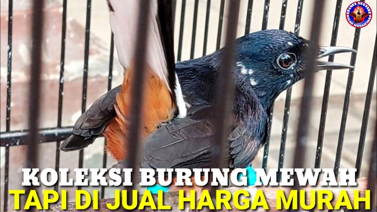 LUAR BIASA ! BURUNG SULTAN DI JUAL MURAH ! STOCK LUBER.. - YouTube