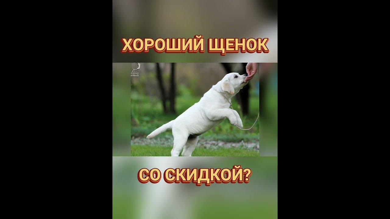 🐕📝🐾 Хороший щенок со скидкой? - YouTube