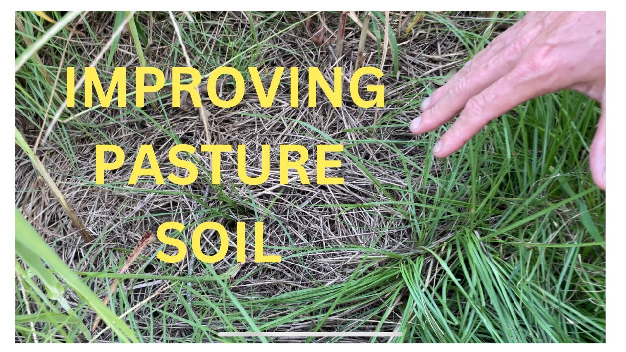 Improving Pastures with Biomass the Easy Way #pasture - YouTube
