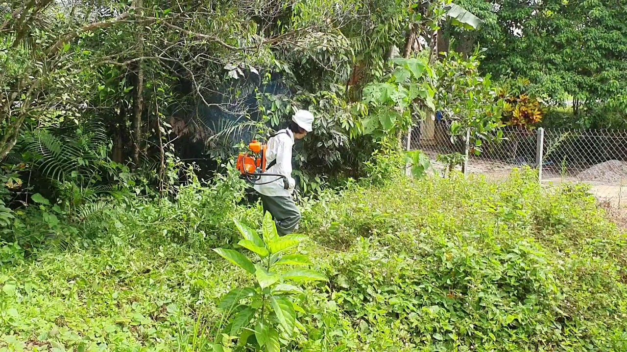Menebas semak samun dengan mesin rumput (Brush Cutter) - YouTube