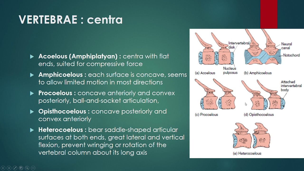 Basic Plan of axial endoskeleton - YouTube