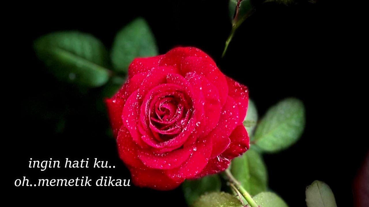 BUNGA MAWAR - THE MERCY'S + LIRIK - YouTube