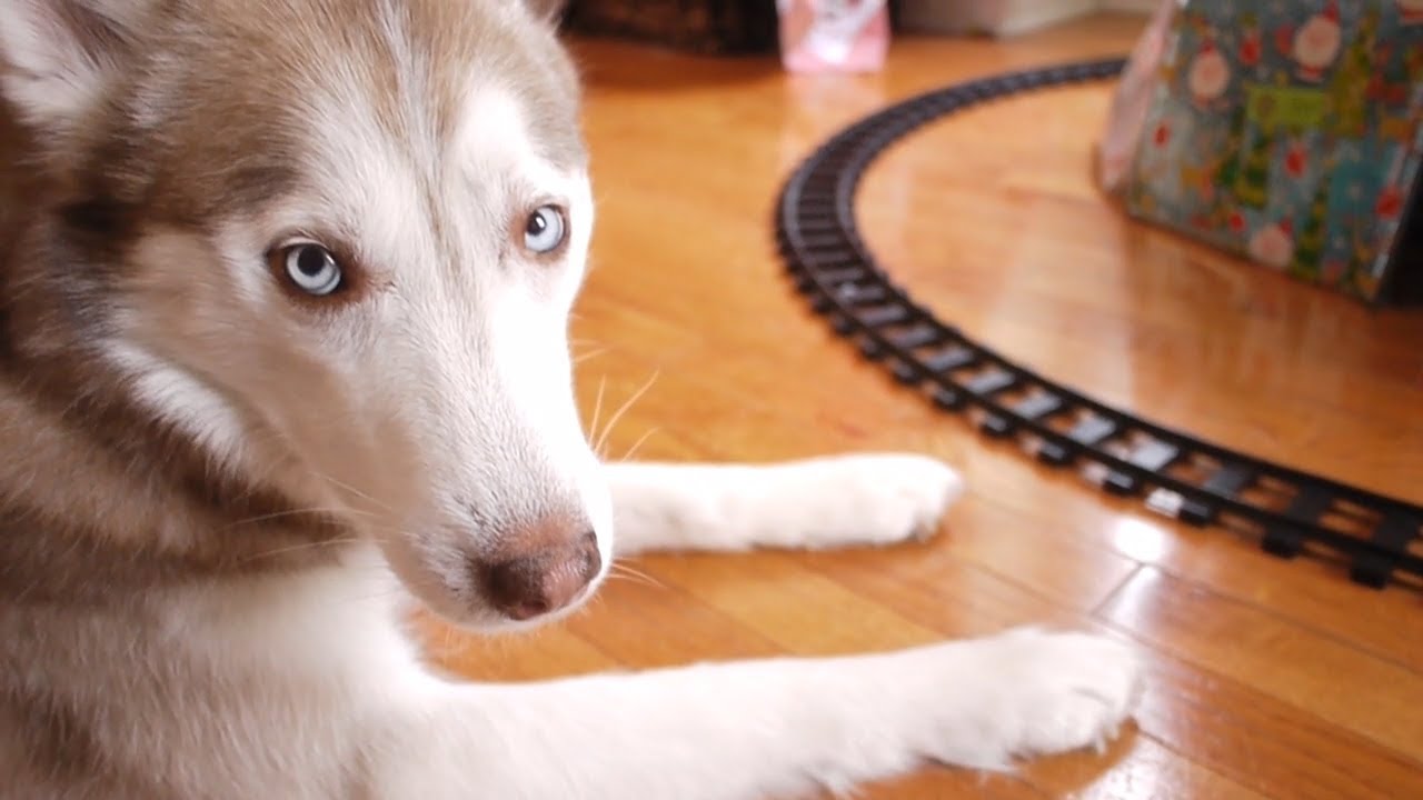 Talking Husky gets a Bitcoin for Christmas - YouTube