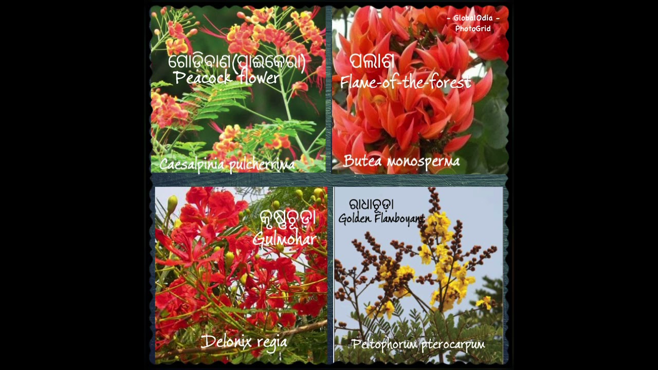ଓଡ଼ିଶାର ପୁଷ୍ପ ସମ୍ପଦ (Odishāra Pushpa Sampada) ~ The Flora of Odisha ...