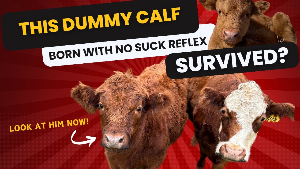 Our Hereford Cross Cow Had a DUMMY CALF (meet our cow & her steer born ...