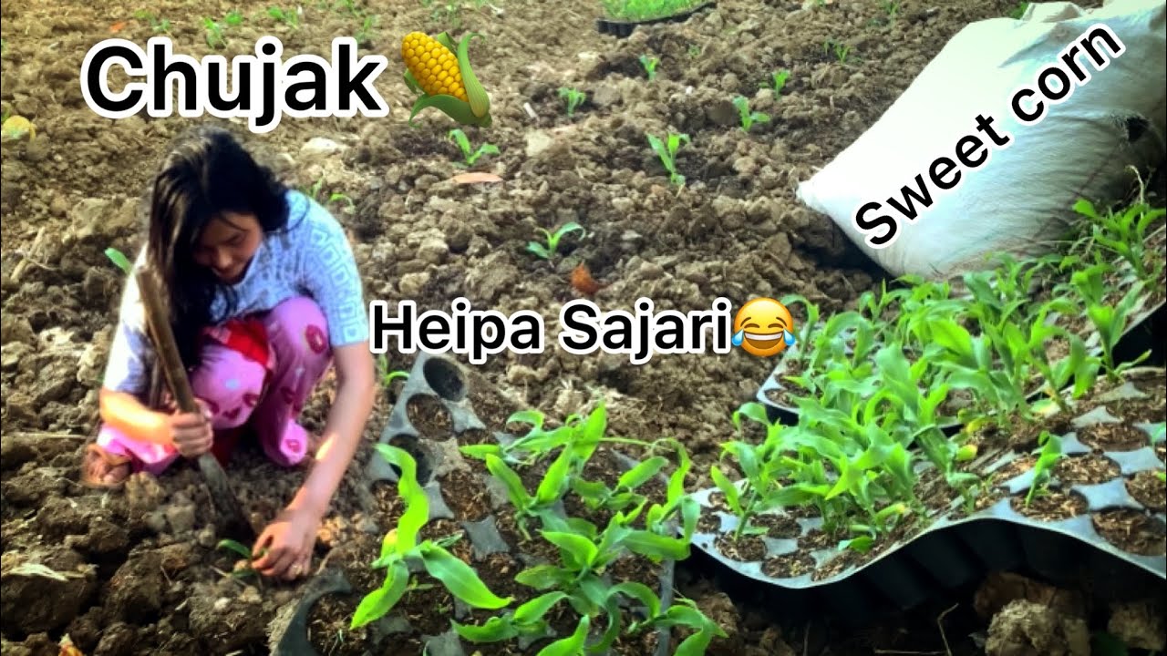 Sweet Corn Plantation🌽//Chujak Thaba heiba heitaba @aisheliash - YouTube