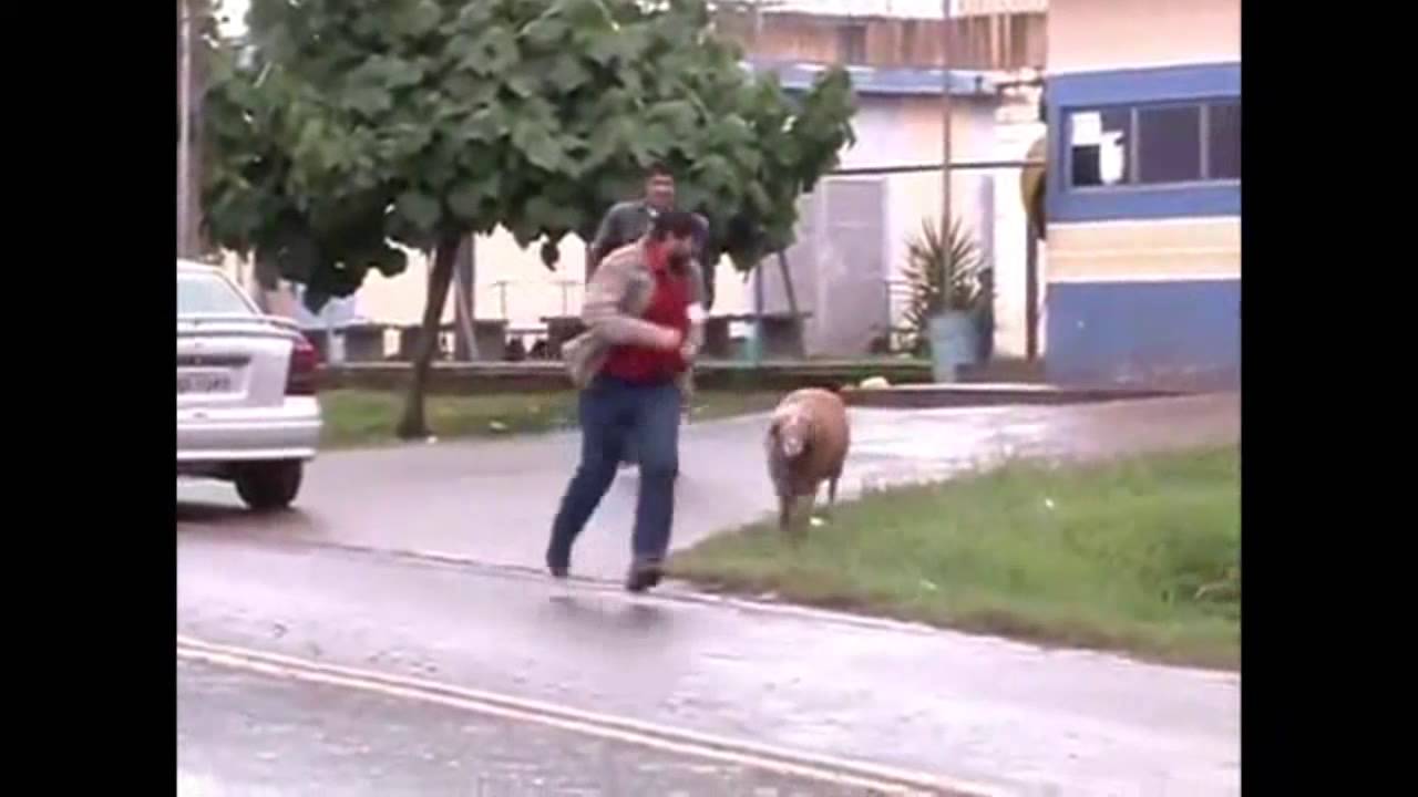 Goat chases man - YouTube