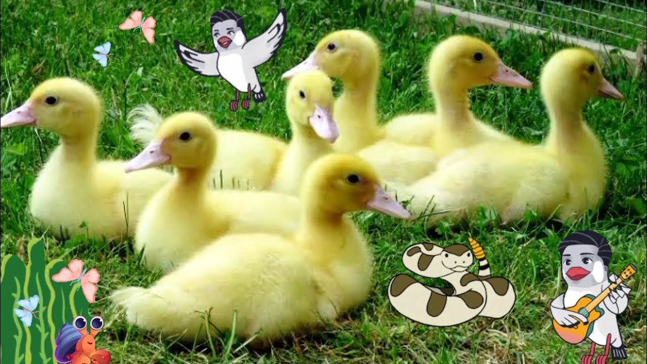 so adorable ! two cute ducks are playing during the day ( part 201 ) 🦆🦆 ...