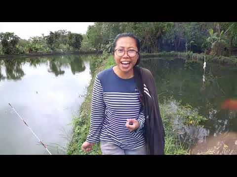 5 Ladies | Mancing Mania