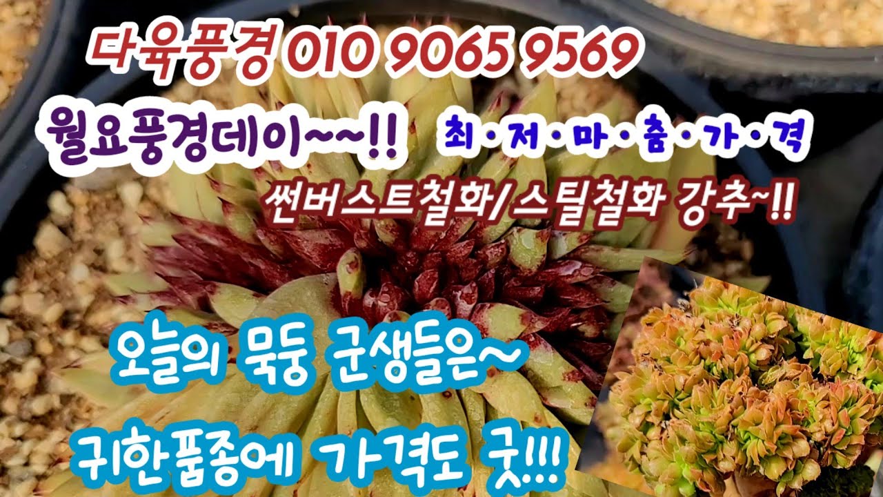 월요다육풍경데이~오늘은 귀한품종을 착하게 준비해주셨어요묵딩 홍매화를 비롯 썬버스트철화 스틸철화 수연 풍성한 덴트라쨈군생다육